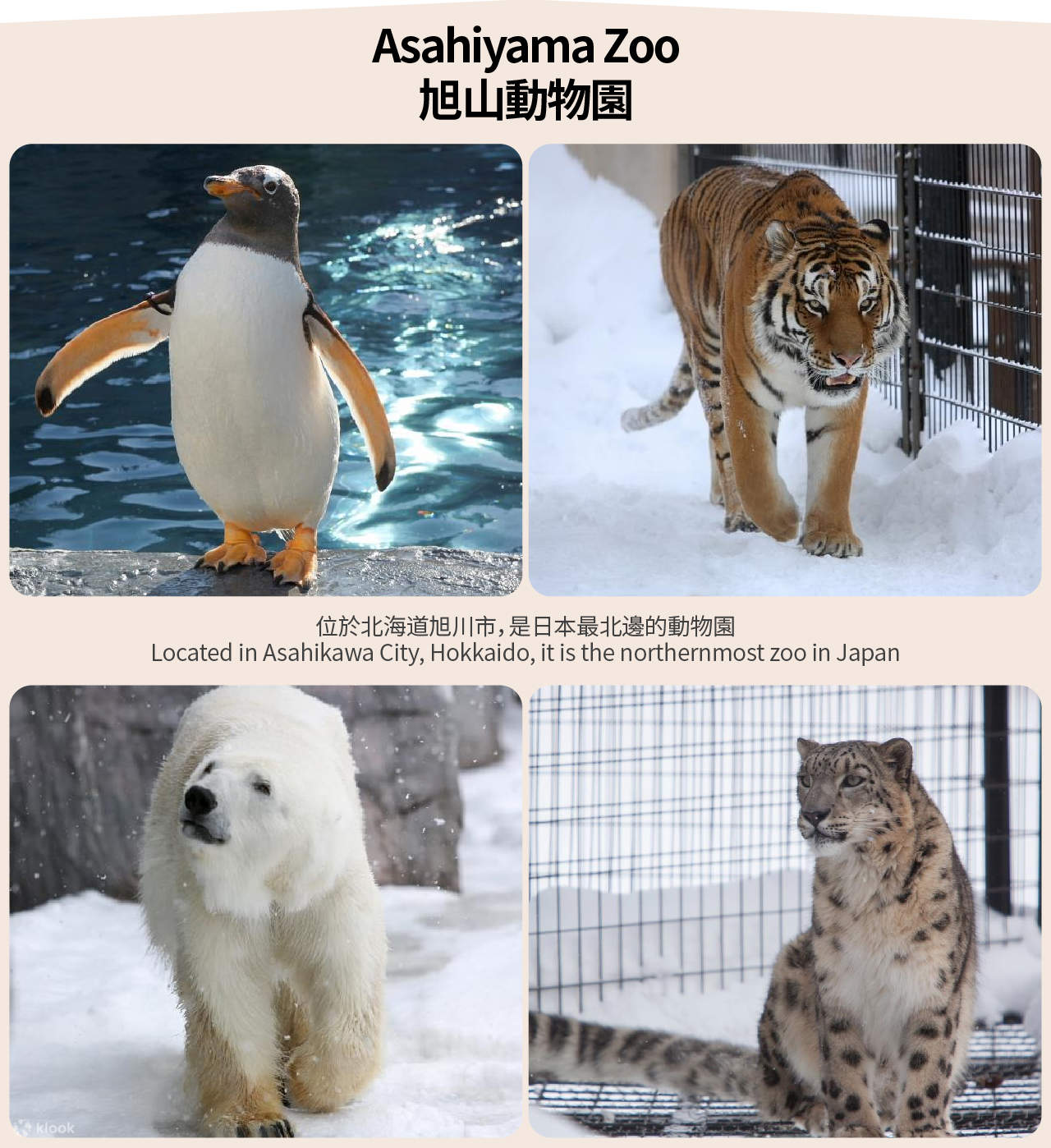 [Hokkaido Fantasy Winter Scenery Tour] Asahiyama Zoo & Internet ...